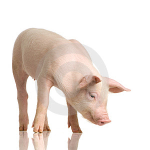 Alumnos al Dia: Crianza de Cerdos